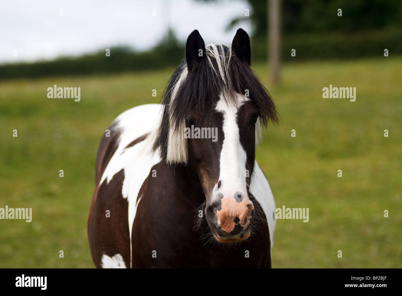Black and white cob horse hi-res stock photography and images - Alamy