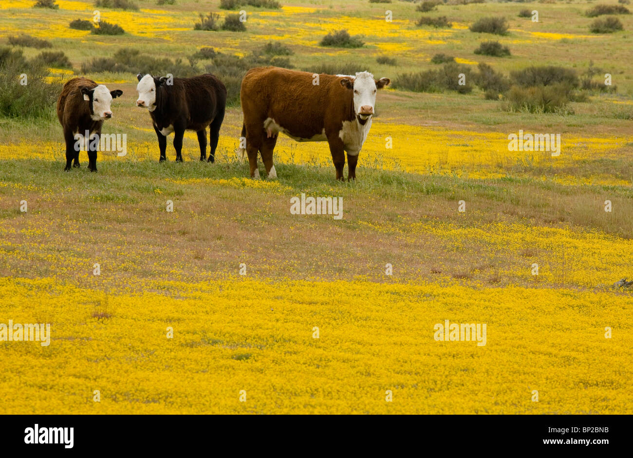 Conservation cattle grazing hi-res stock photography and images - Alamy