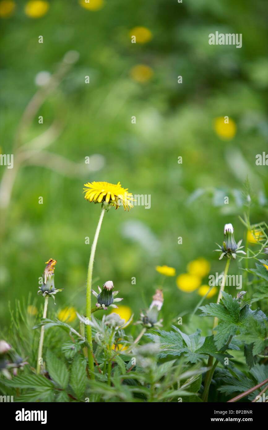 Icelandic flora hi-res stock photography and images - Alamy