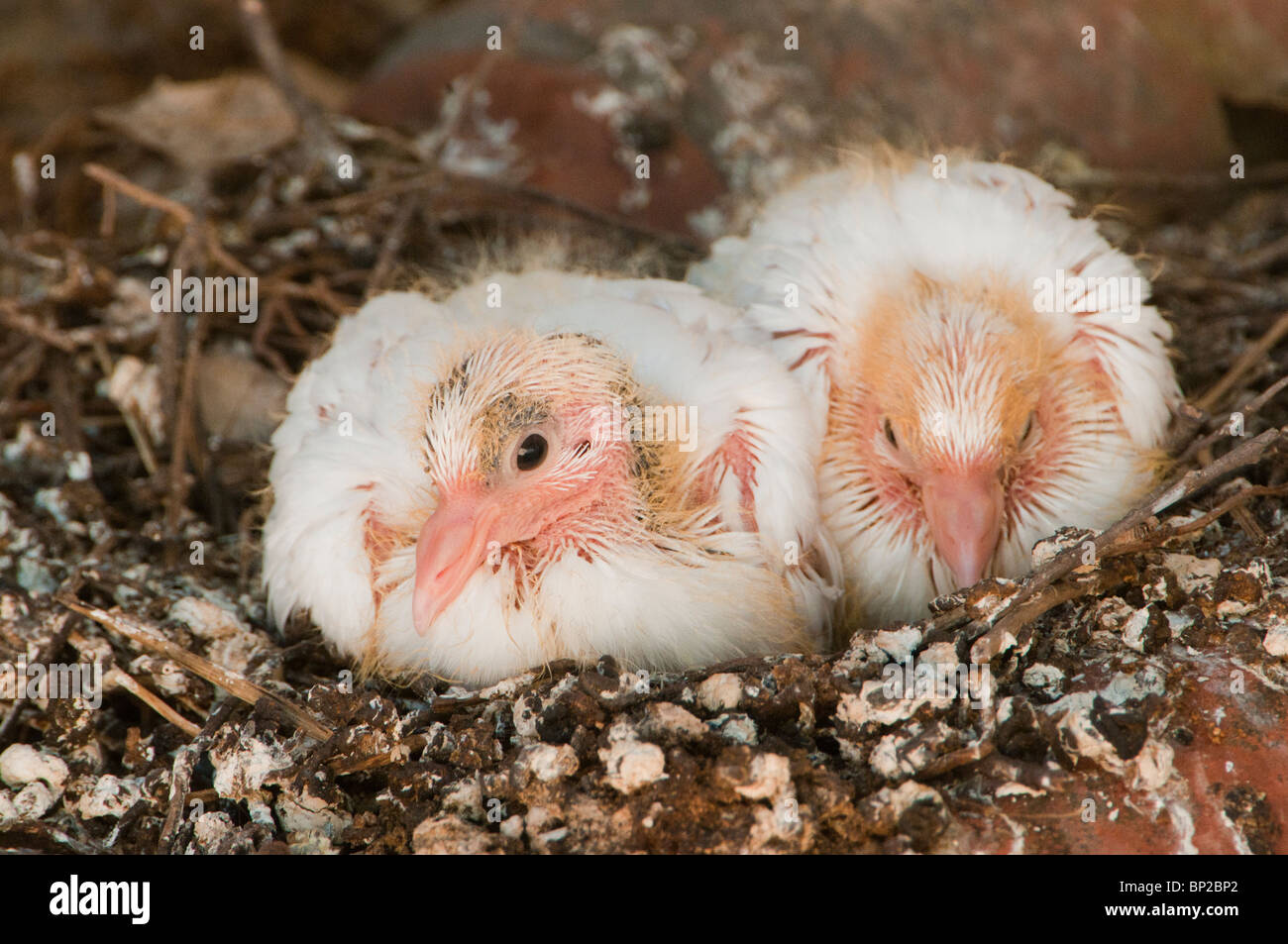Pigeon feed chick hi-res stock photography and images - Alamy