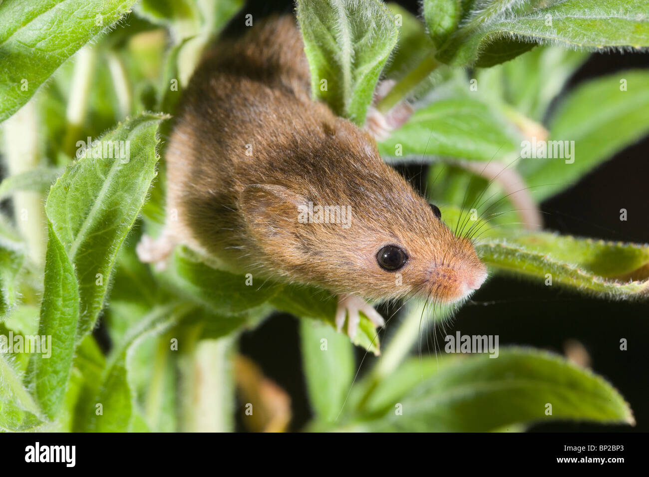 Harvest Mouse (Micromys minutus), amongst 'Codlins and Cream' or Great ...