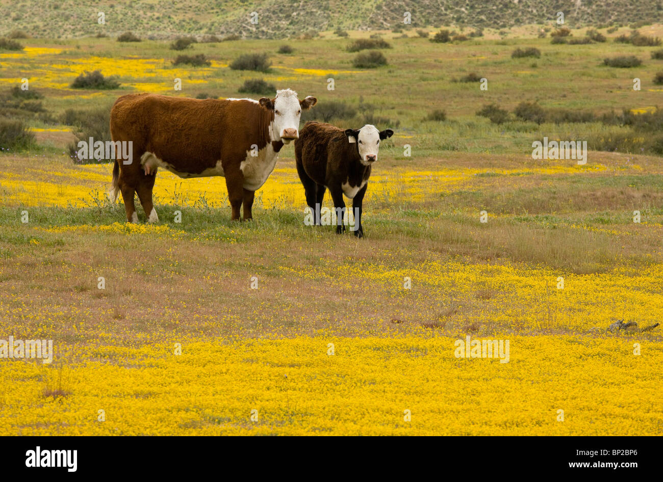 Grassland cattle hi-res stock photography and images - Alamy