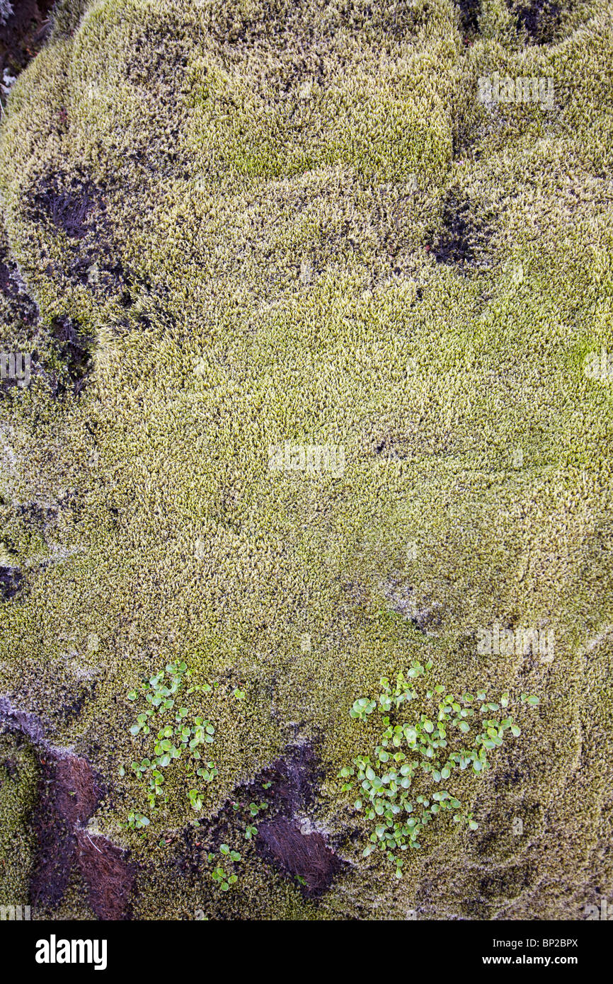Arctic moss hi-res stock photography and images - Alamy