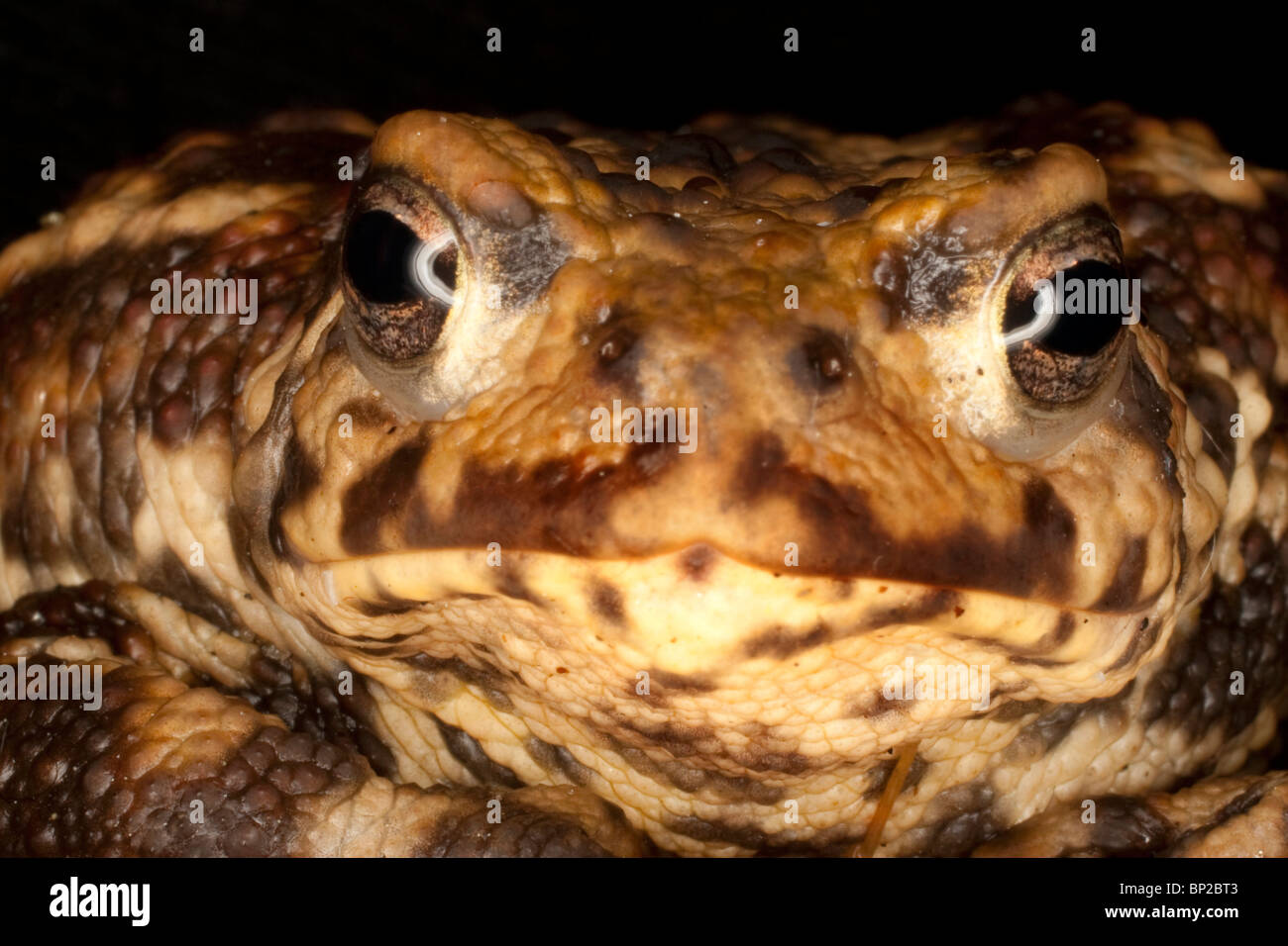 Common Toad (Bufo Bufo) Cornwall. Jack Moon Photography Stock Photo - Alamy