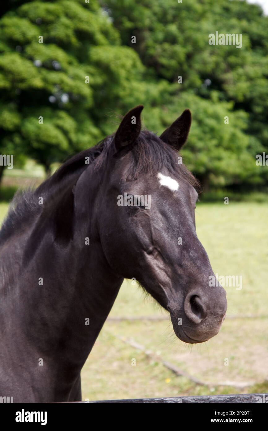 Black horse head hi-res stock photography and images - Alamy