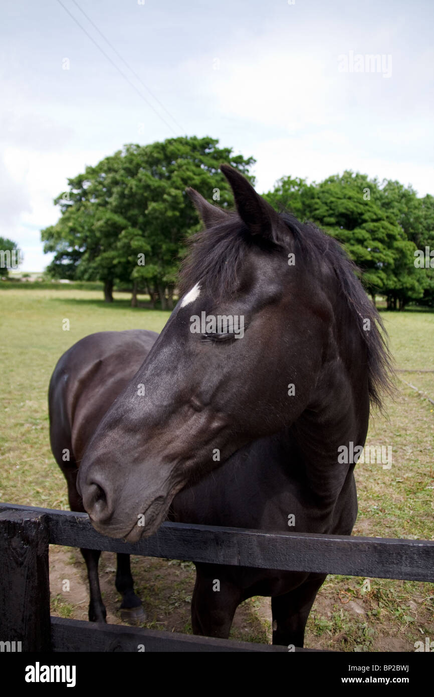 Prince alert hi-res stock photography and images - Alamy