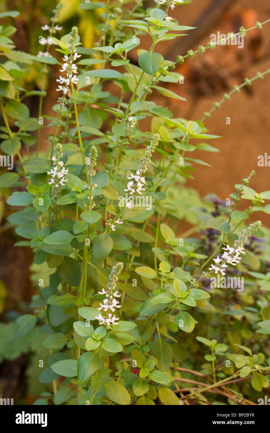 Basil plant in bloom in herbal garden Stock Photo - Alamy