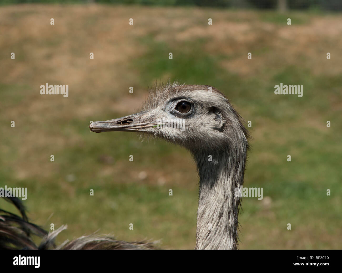 Captive greater rhea hi-res stock photography and images - Alamy