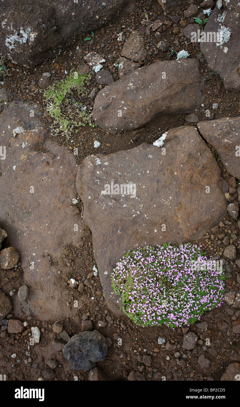 Muddy ground with wildflowers in Hengill geothermal area Stock Photo ...
