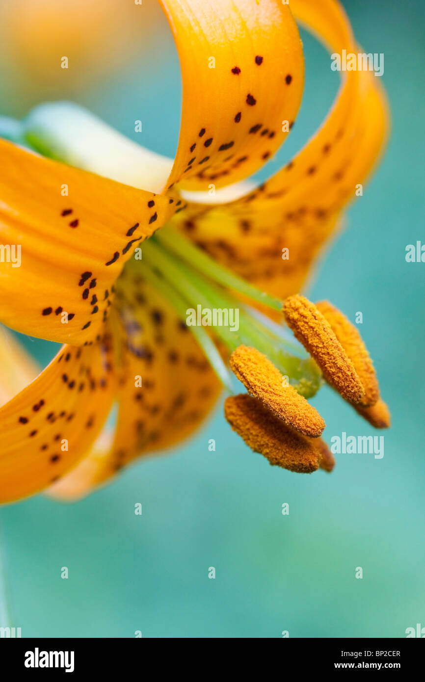 Flowers on mount hood hi-res stock photography and images - Alamy