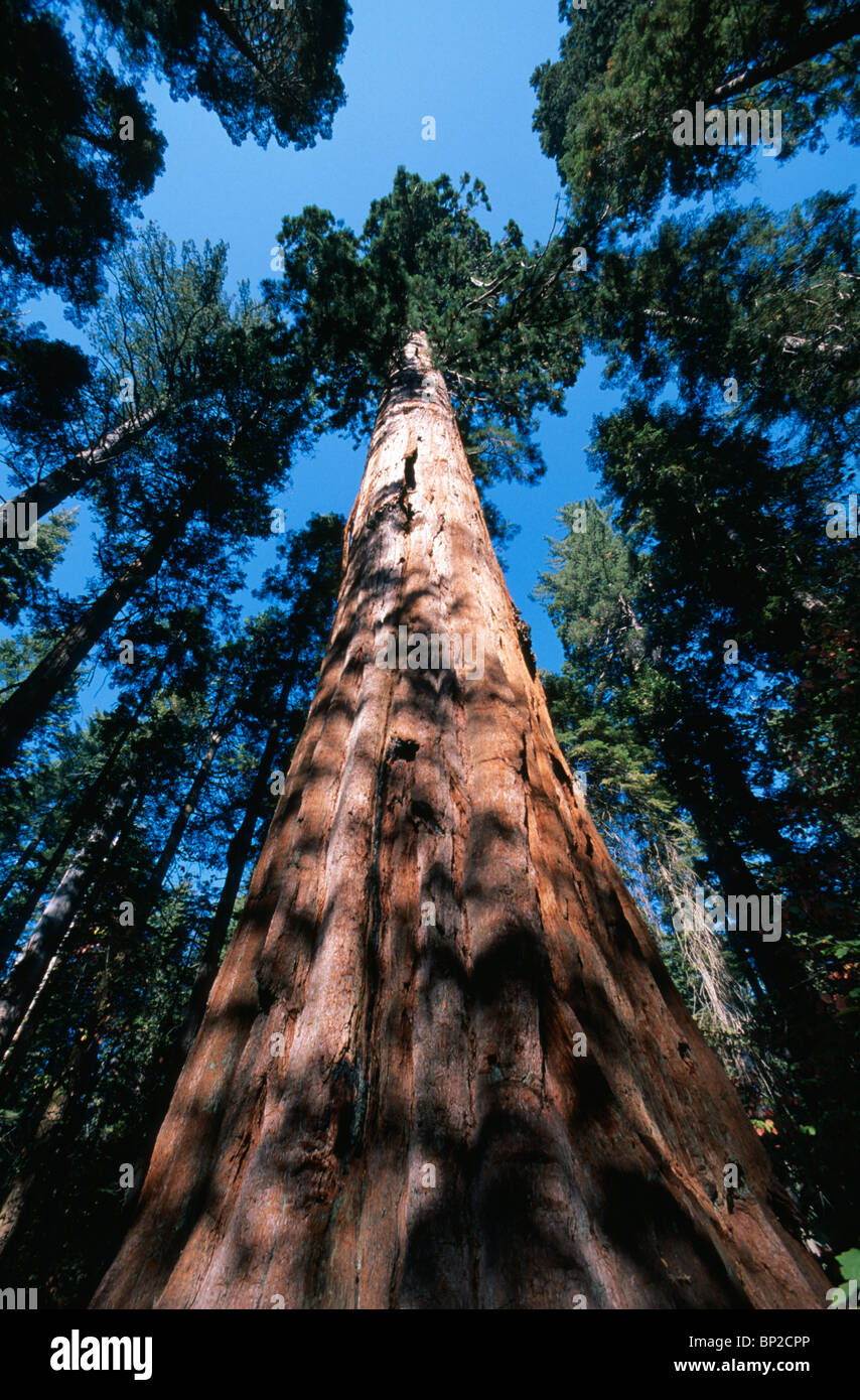 Giant Sequoia Tree in King's Canyon National Park, California, USA ...