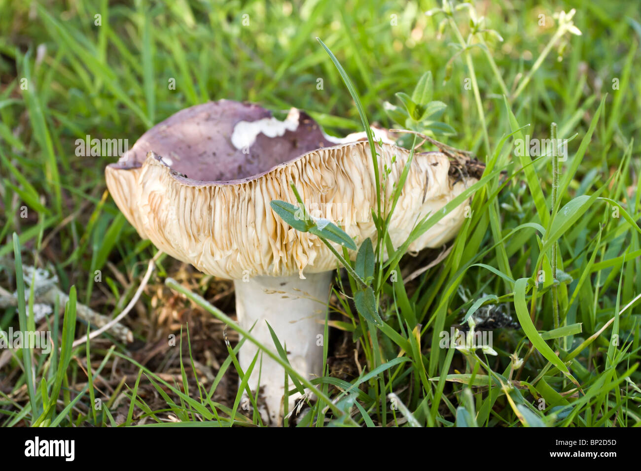 Woodland fungus of mushroom or toadstool from low perspective Stock ...
