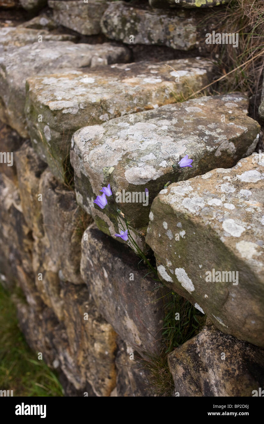 Detail of precisely-built stones of Roman Hadrian's Wall, once the ...