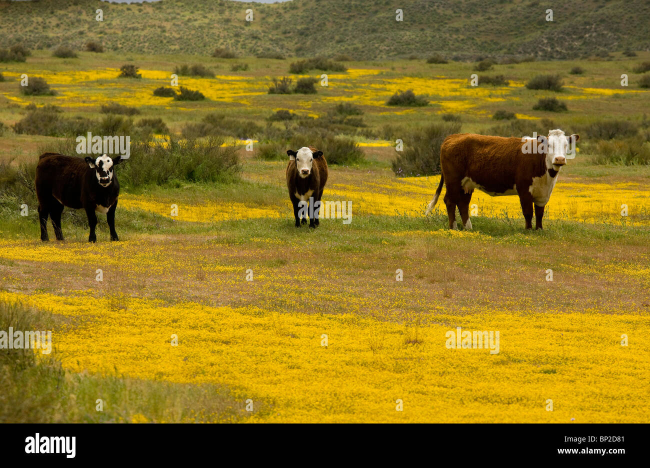 Grassland cattle hi-res stock photography and images - Alamy