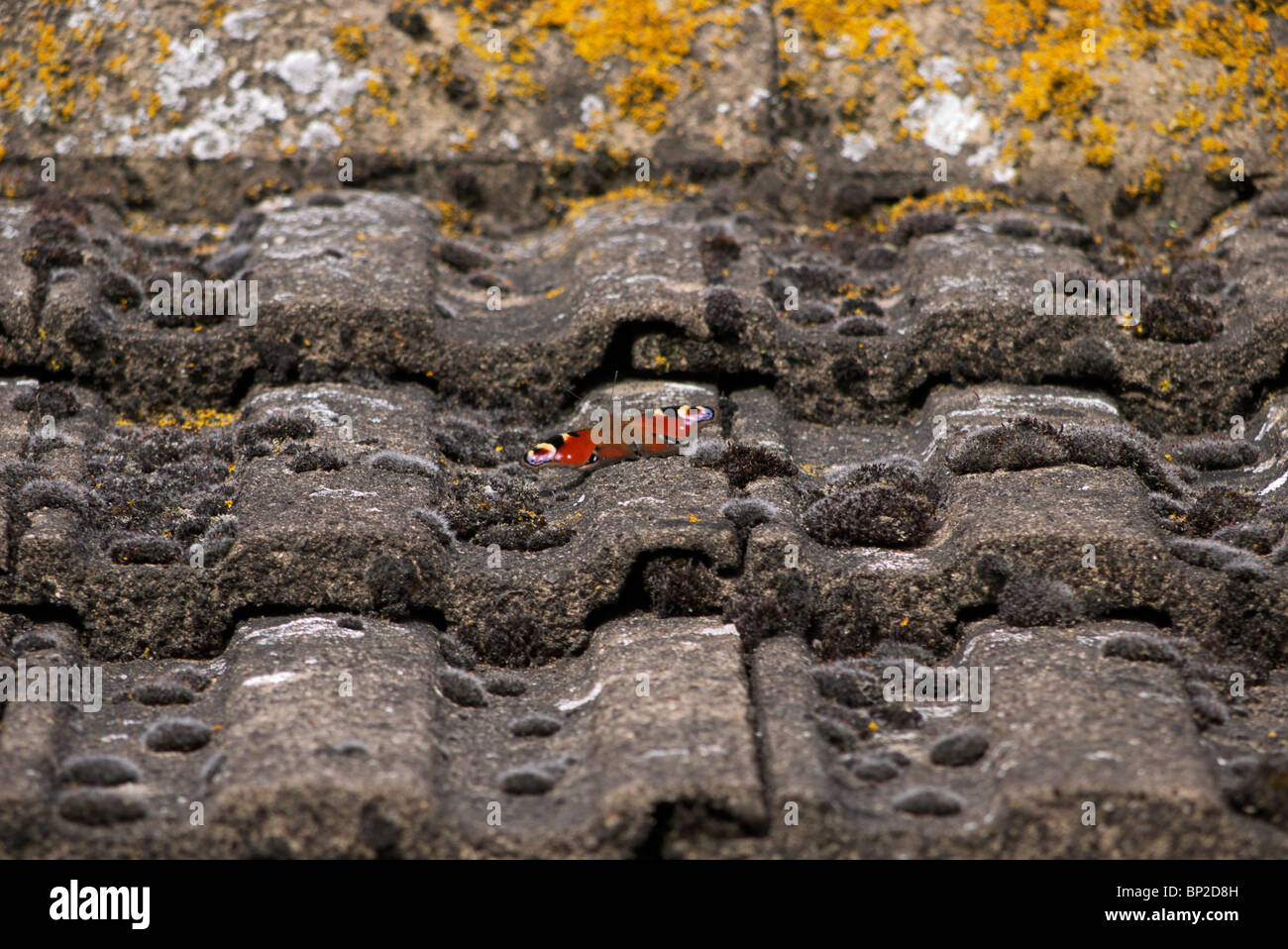 Butterfly roof hi-res stock photography and images - Alamy