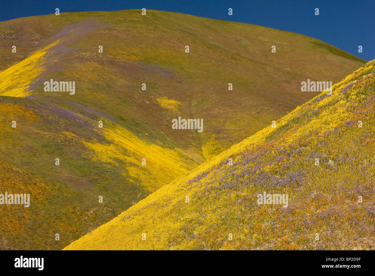 Spectacular masses of spring wildflowers, Hillside Daisy, San Joaquin ...