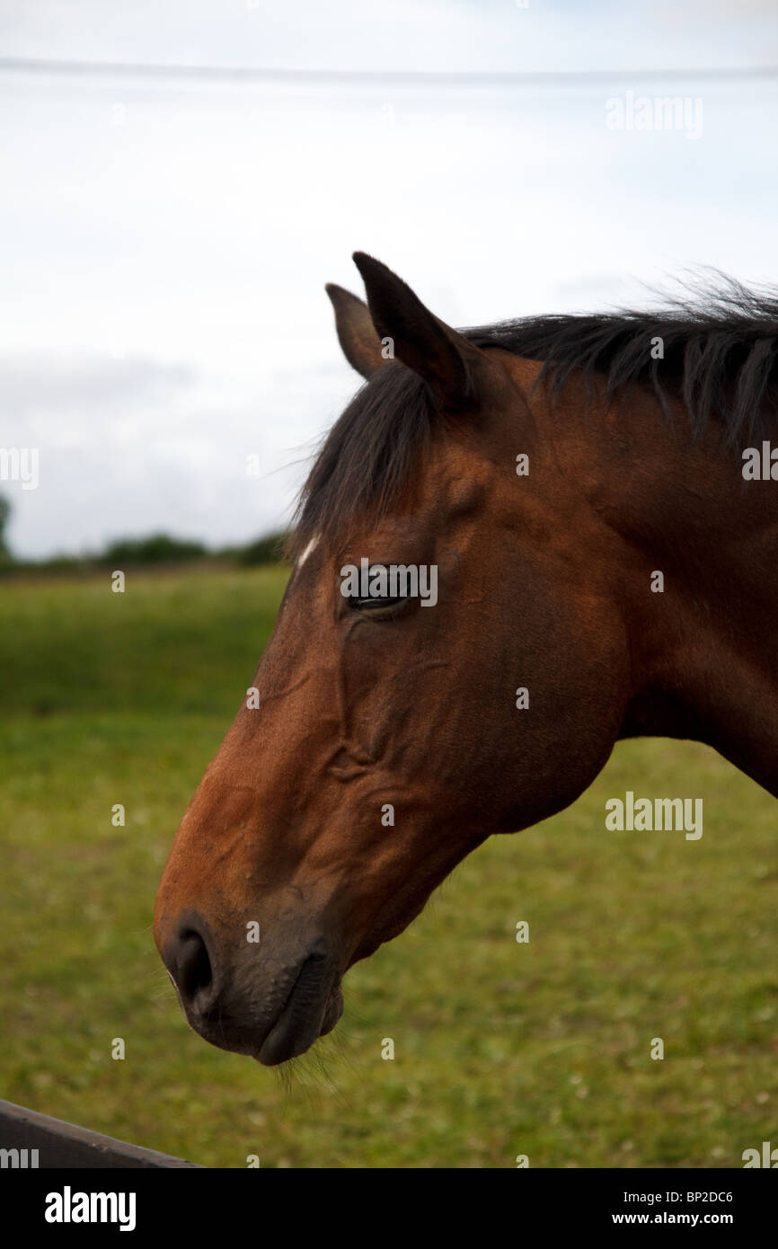 Horse head eyes hi-res stock photography and images - Alamy