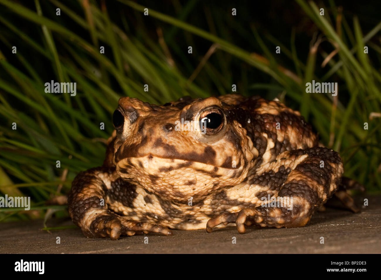 Common Toad (Bufo Bufo) Cornwall. Jack Moon Photography Stock Photo - Alamy