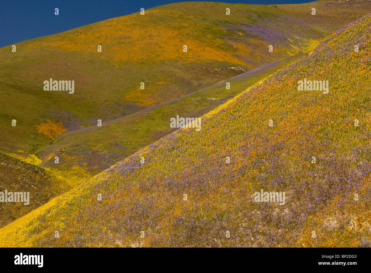 Spectacular masses of spring wildflowers, Hillside Daisy, San Joaquin ...