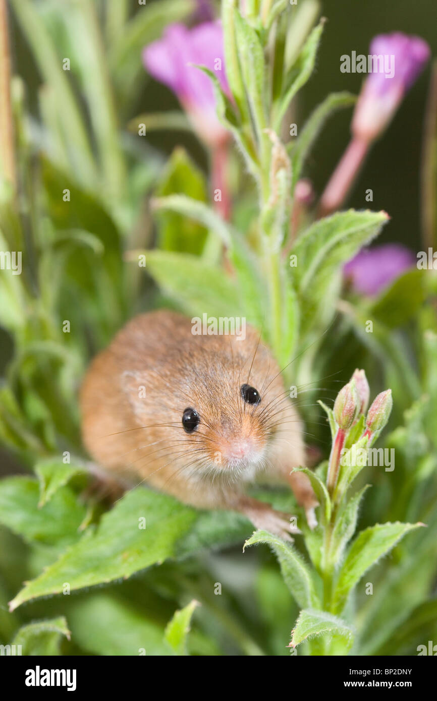 Beady eyes hi-res stock photography and images - Alamy
