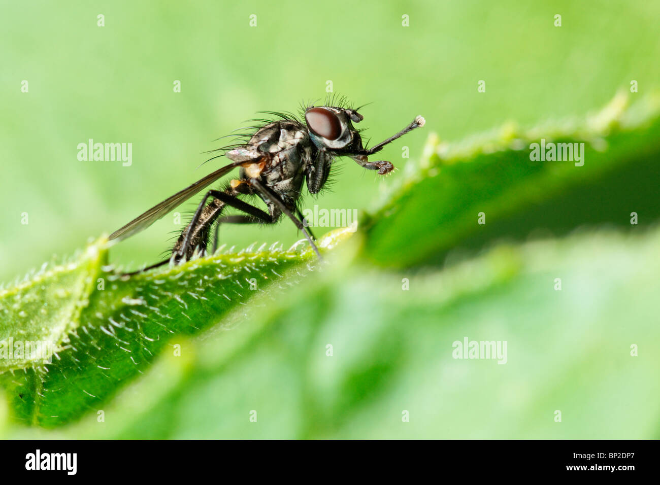Standing leaf edge hi-res stock photography and images - Alamy