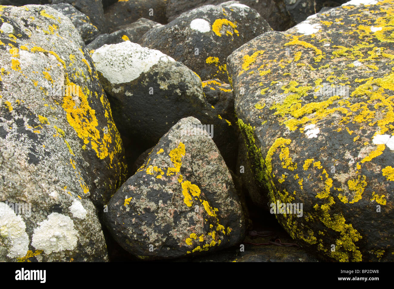 The stones are covered with lichen hi-res stock photography and images ...