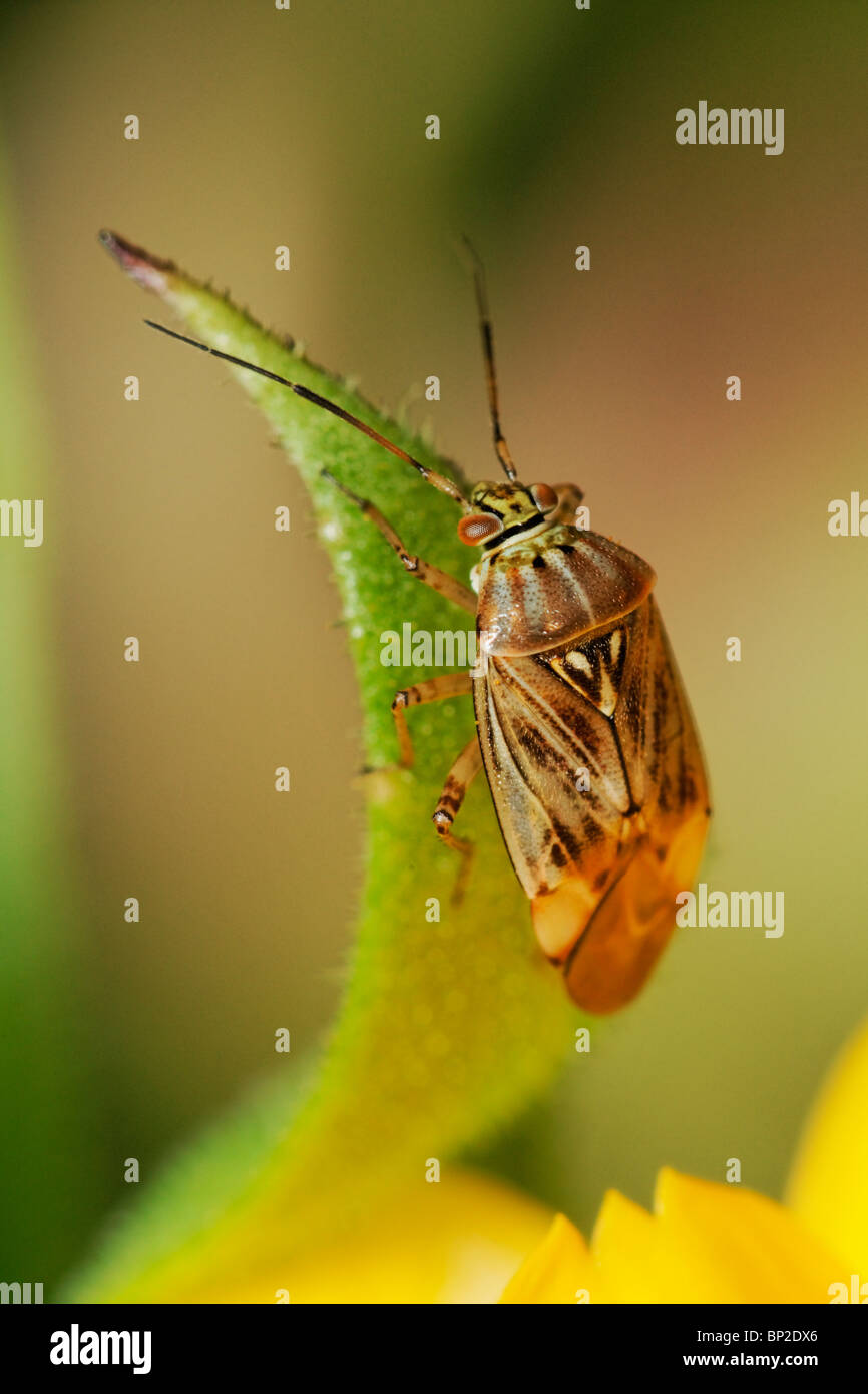 A Plant Bug on a Marigold flower.Either a Capsid or Mirid bug Stock ...