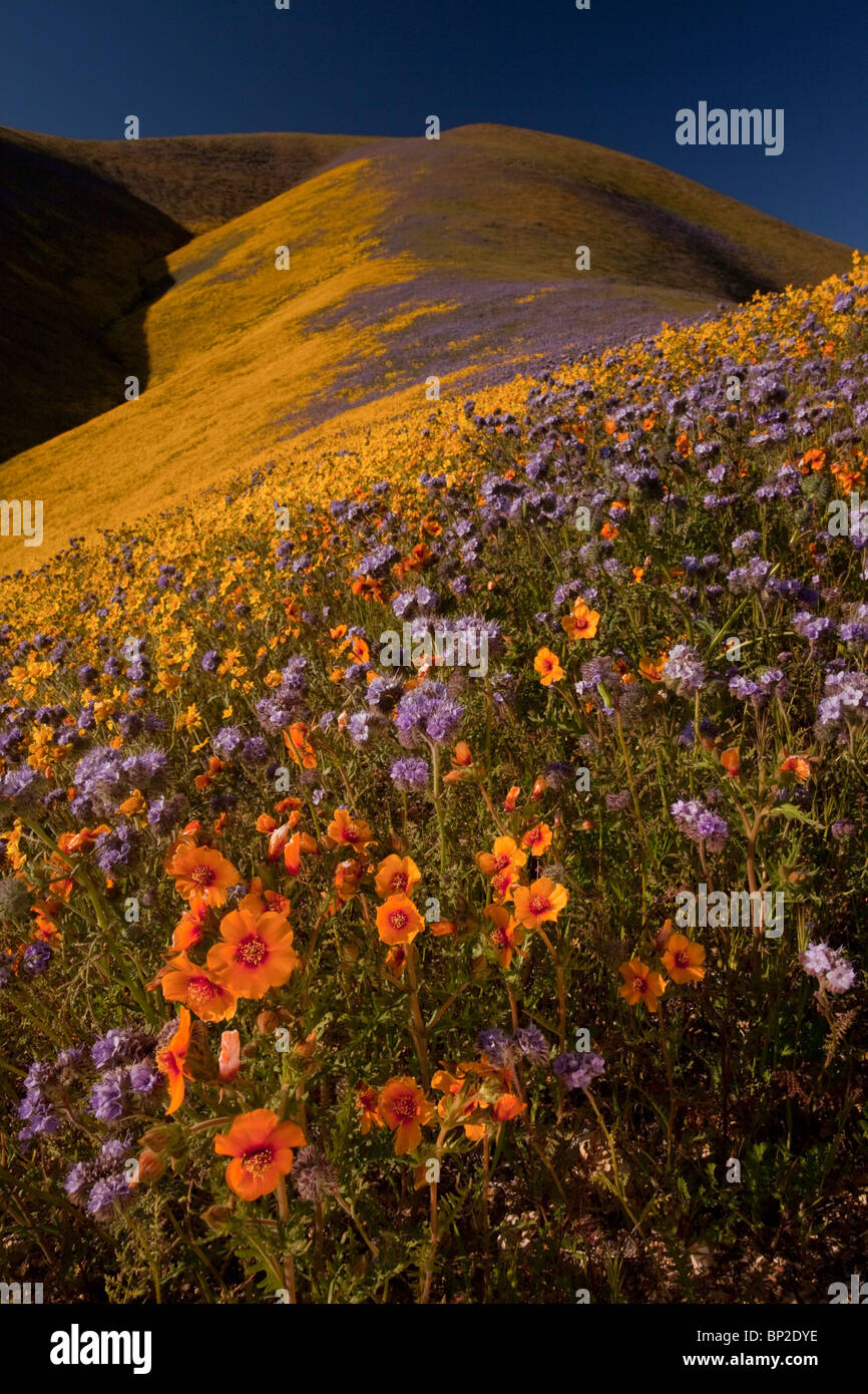 Spectacular masses of spring wildflowers, mainly San Joaquin blazing ...