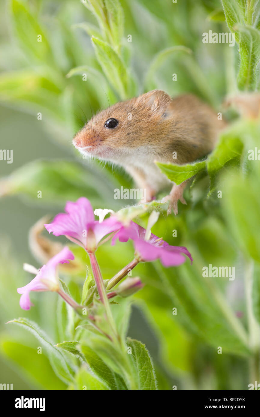 Harvest Mouse (Micromys minutus). Climbing amongst Great Willowherb, or ...