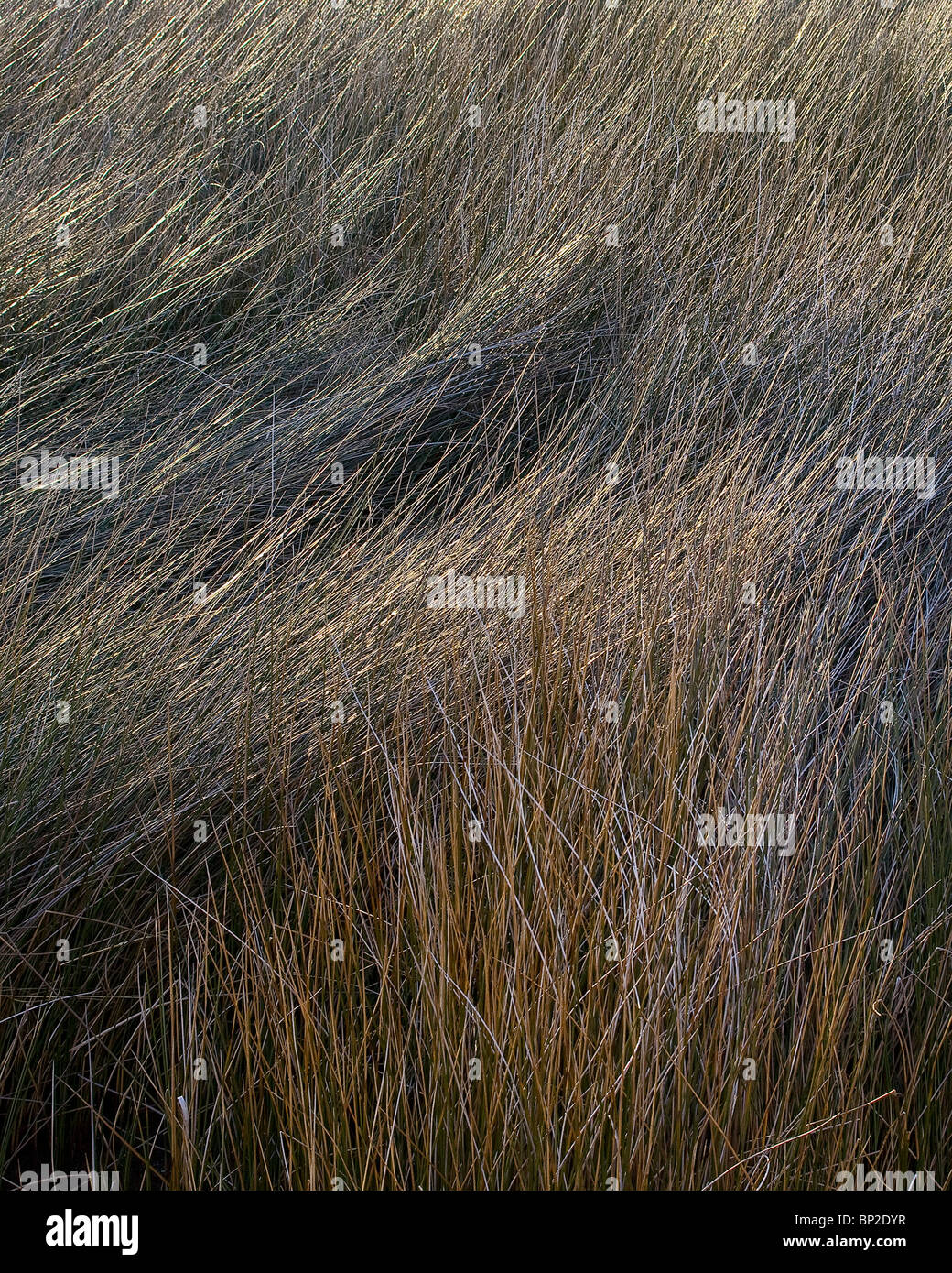Marsh grasses blowing Stock Photo - Alamy