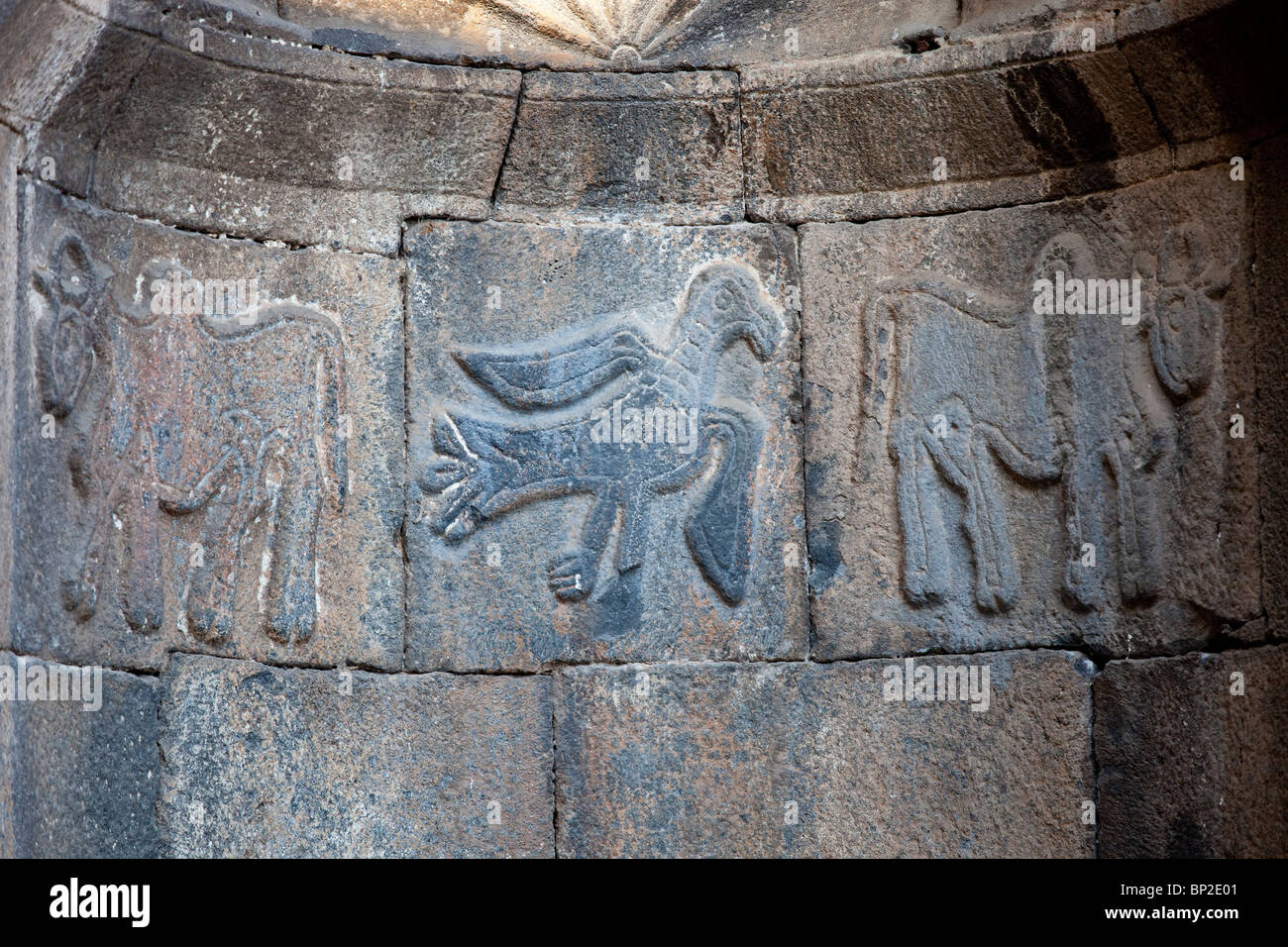 Eastern turkey bird hi-res stock photography and images - Alamy