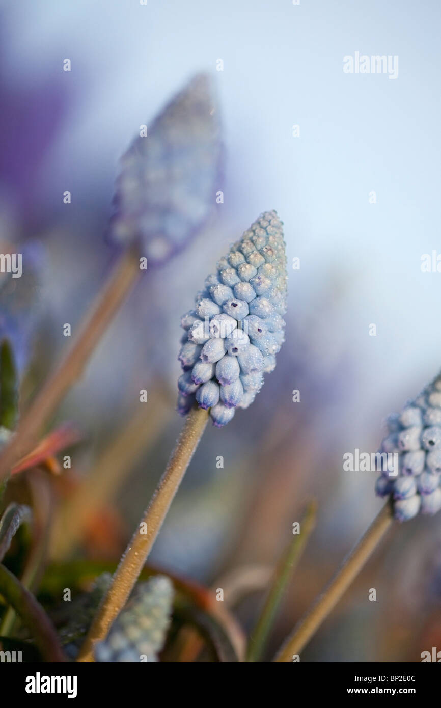 Oregon, United States Of America; The Top Of A Reed Stock Photo - Alamy