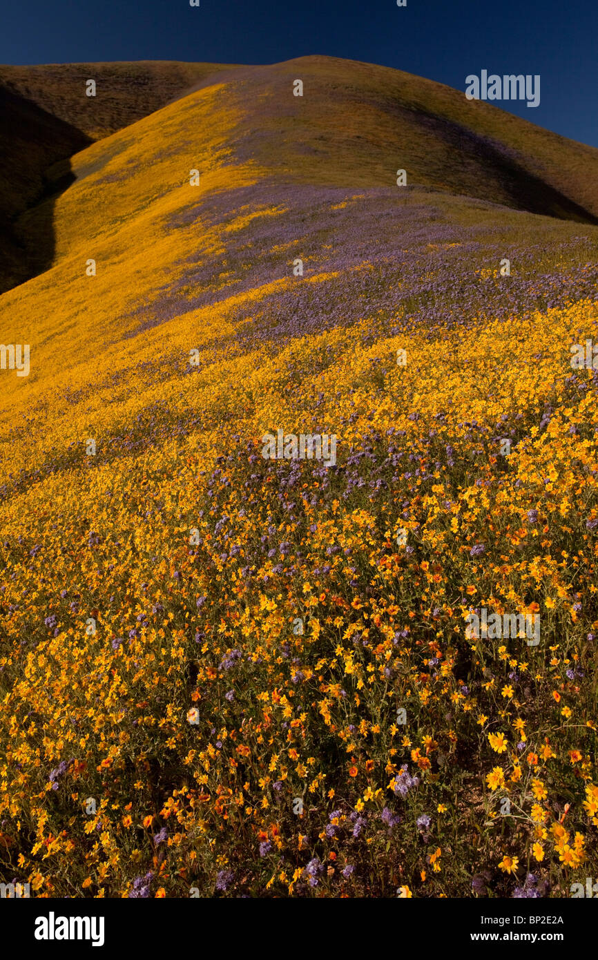Wildflowers hillside hi-res stock photography and images - Alamy