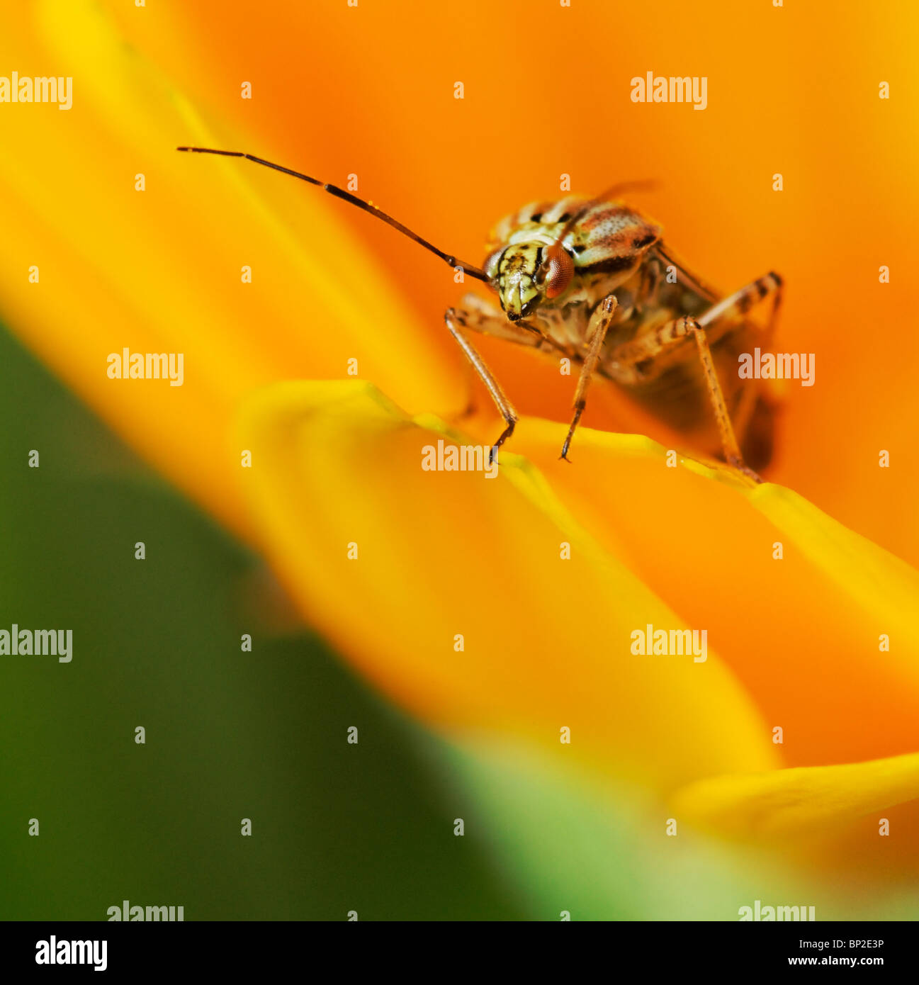 A Plant Bug on a Marigold flower.Either a Capsid or Mirid bug Stock ...