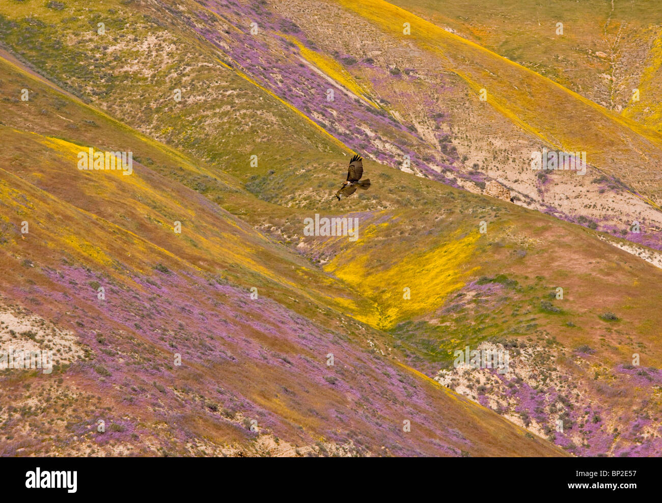 Juvenile Red-tailed Hawk flying over spectacular masses of spring ...