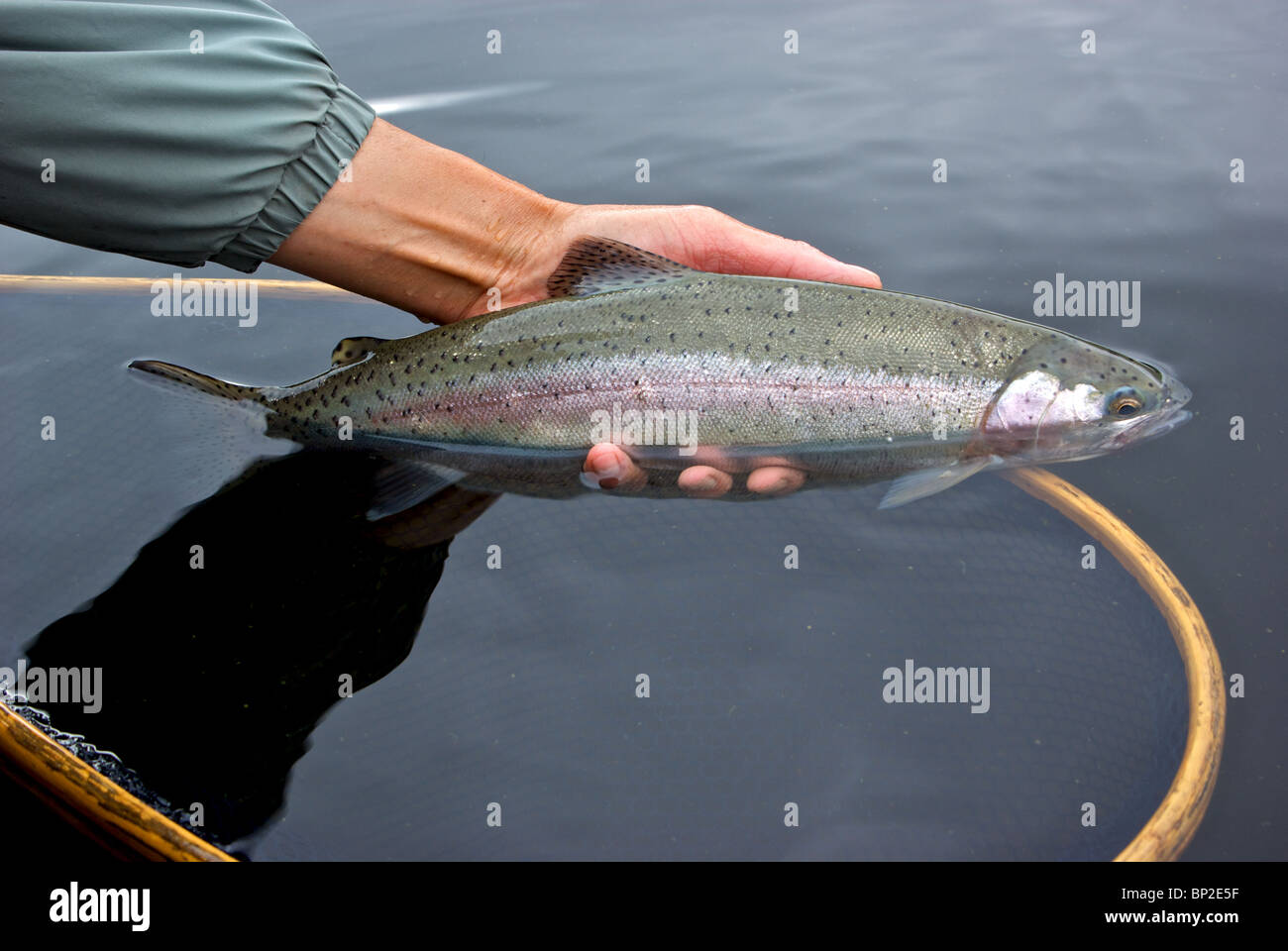 Sport fisherman releasing pink flanked wild Mamit Lake Rainbow trout ...