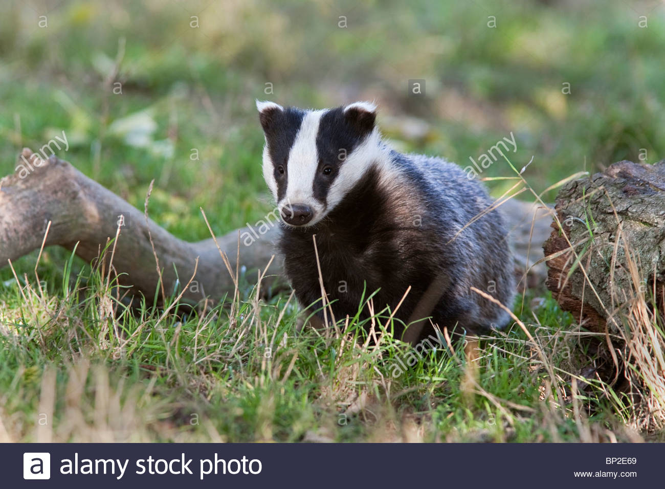 Badger Cub High Resolution Stock Photography and Images - Alamy
