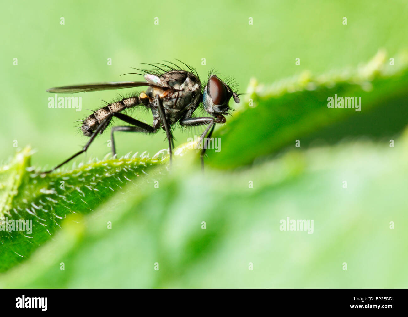 Fly standing on the edge of a leaf Stock Photo - Alamy
