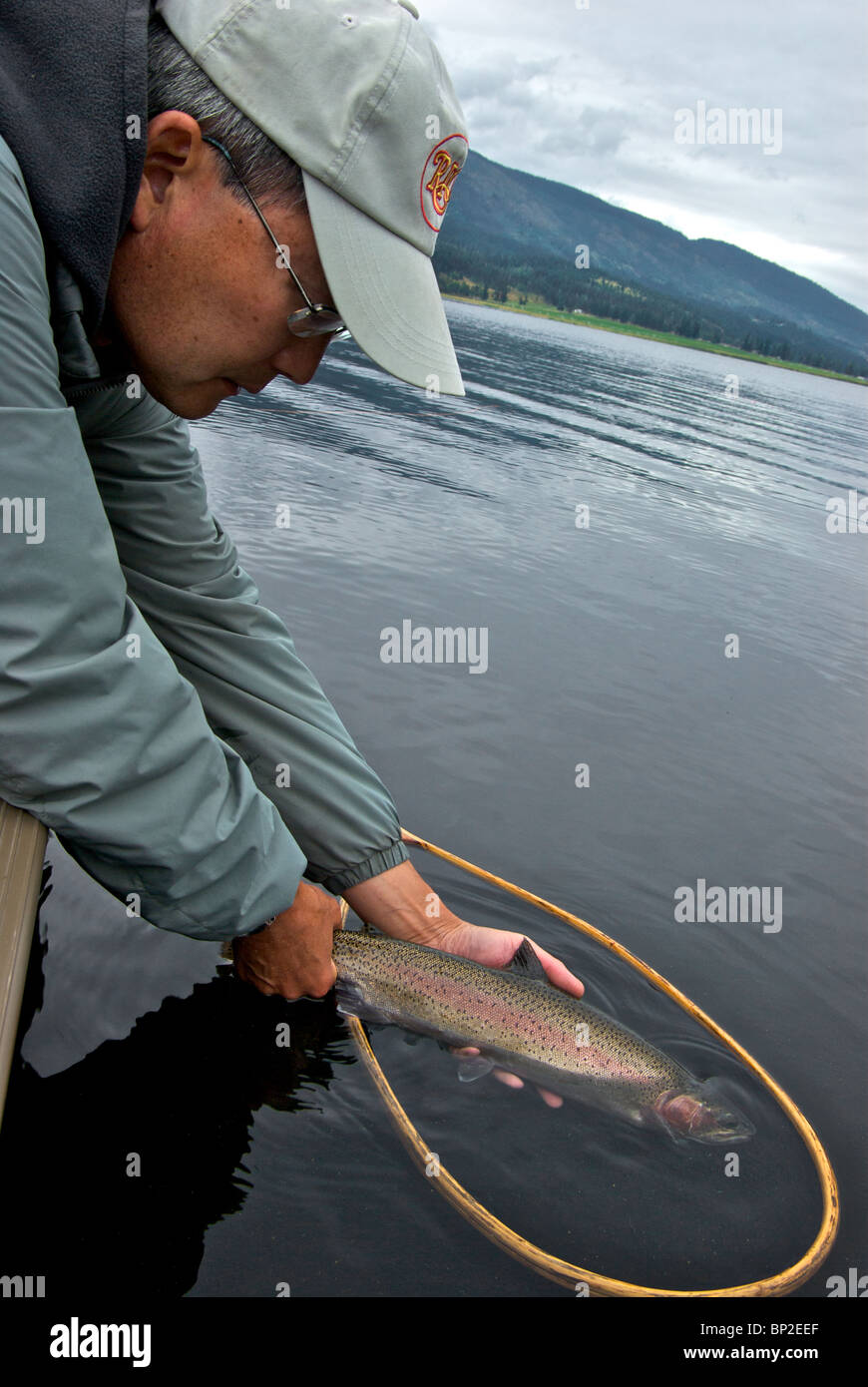 Sport fisherman admiring crimson striped wild Mamit Lake Rainbow trout ...