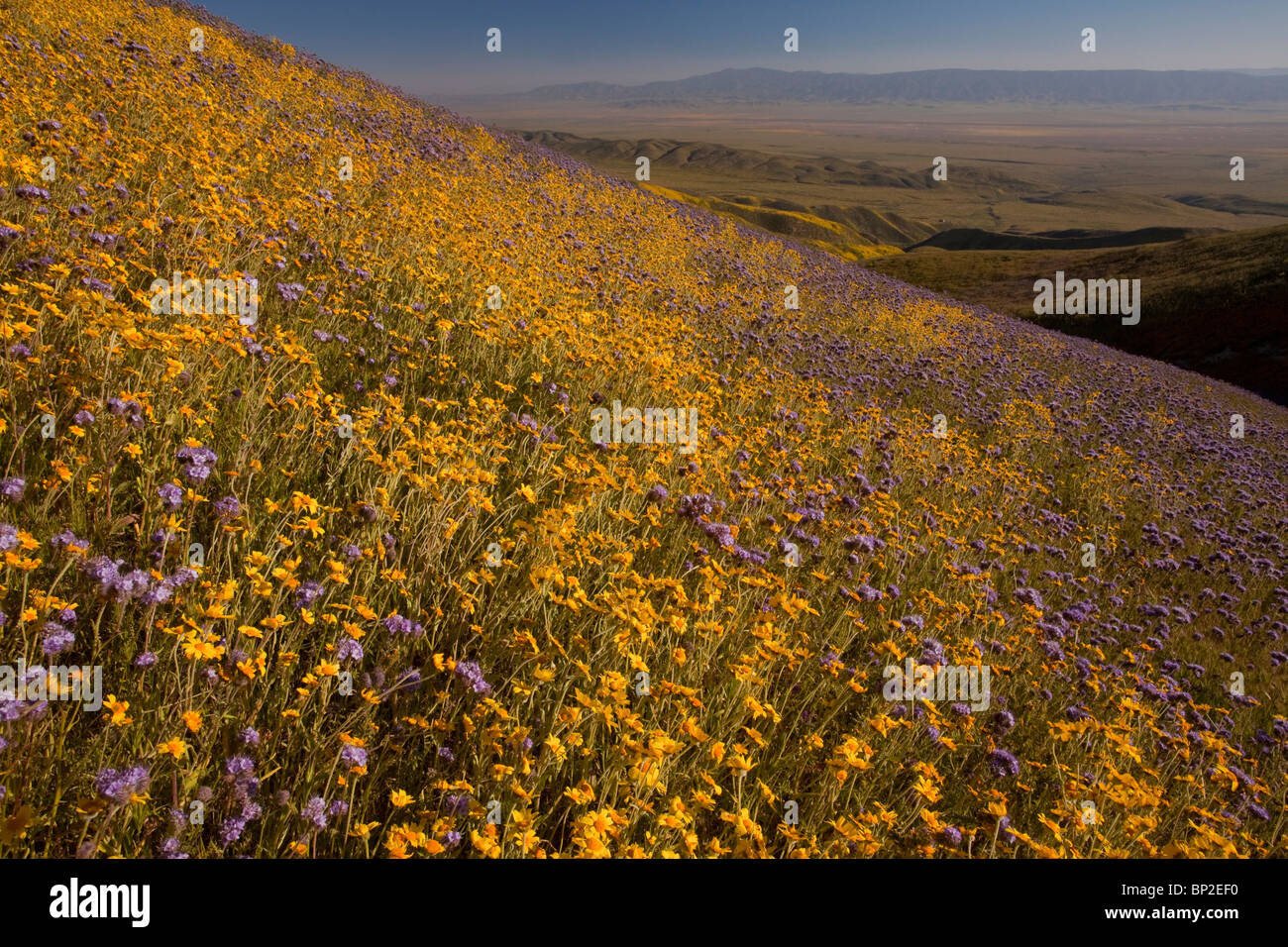 Wildflowers hillside hi-res stock photography and images - Alamy