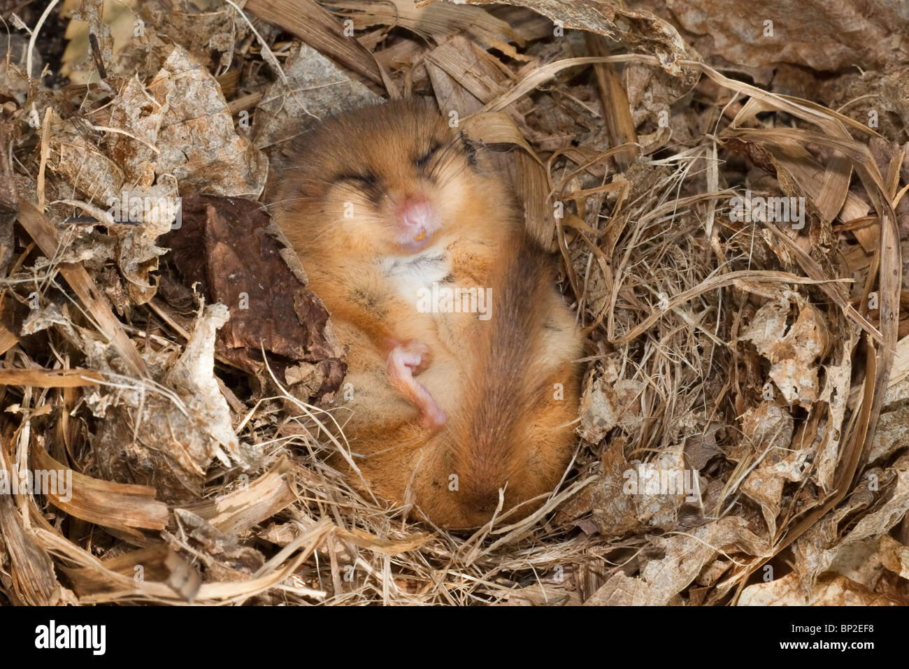 Hazel Dormouse High Resolution Stock Photography and Images - Alamy