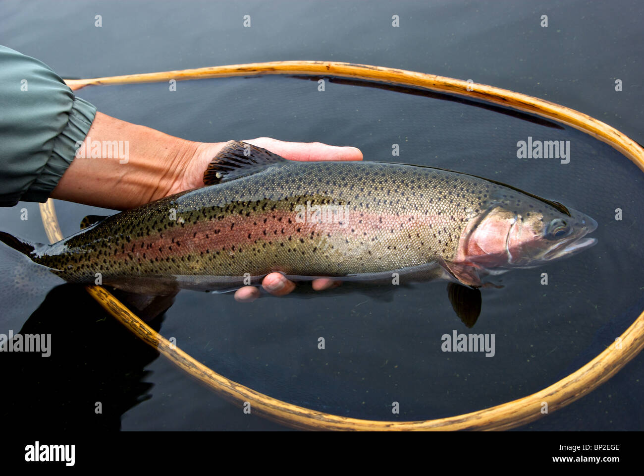 Hand holding hefty sport caught crimson striped Mamit Lake BC wild ...