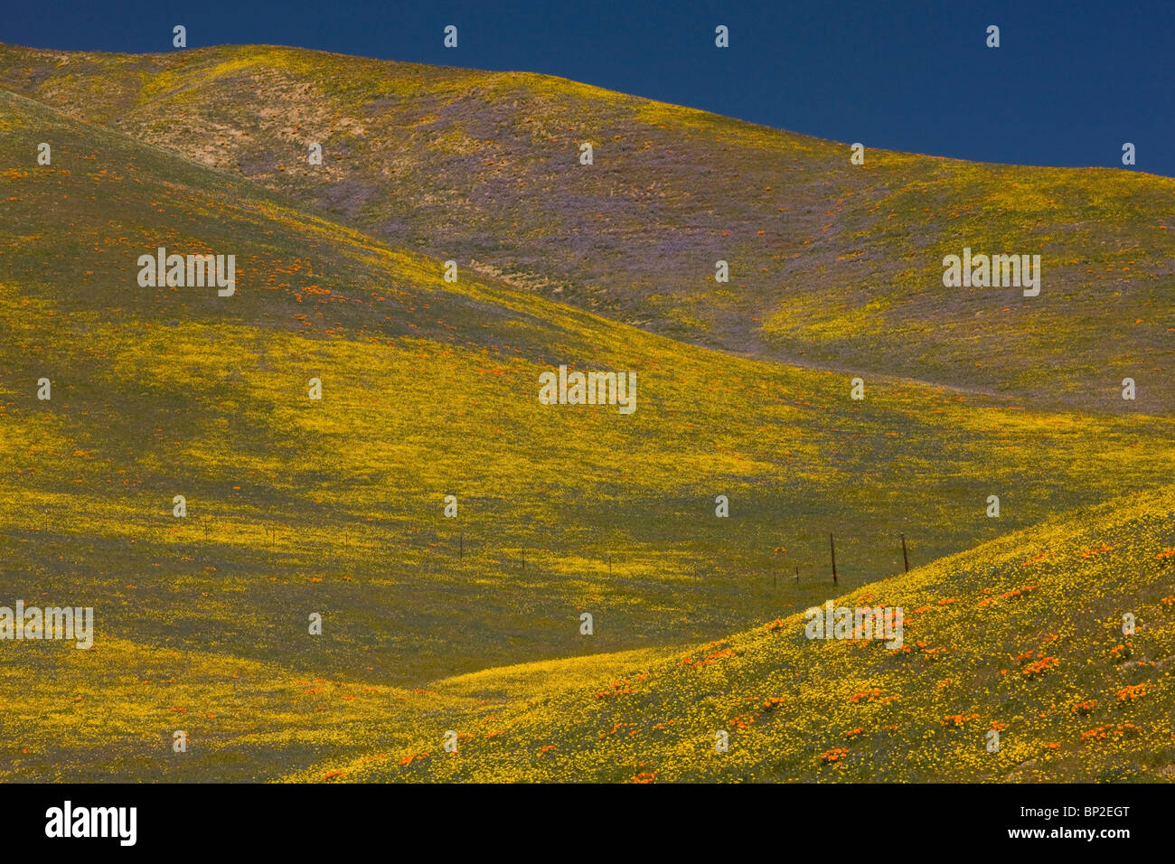 Species rich pastures hi-res stock photography and images - Alamy