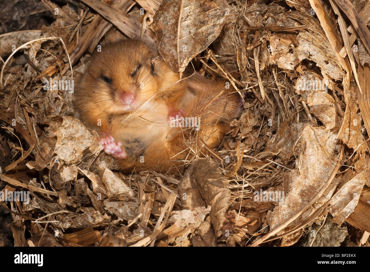 Dormouse Conservation High Resolution Stock Photography and Images - Alamy