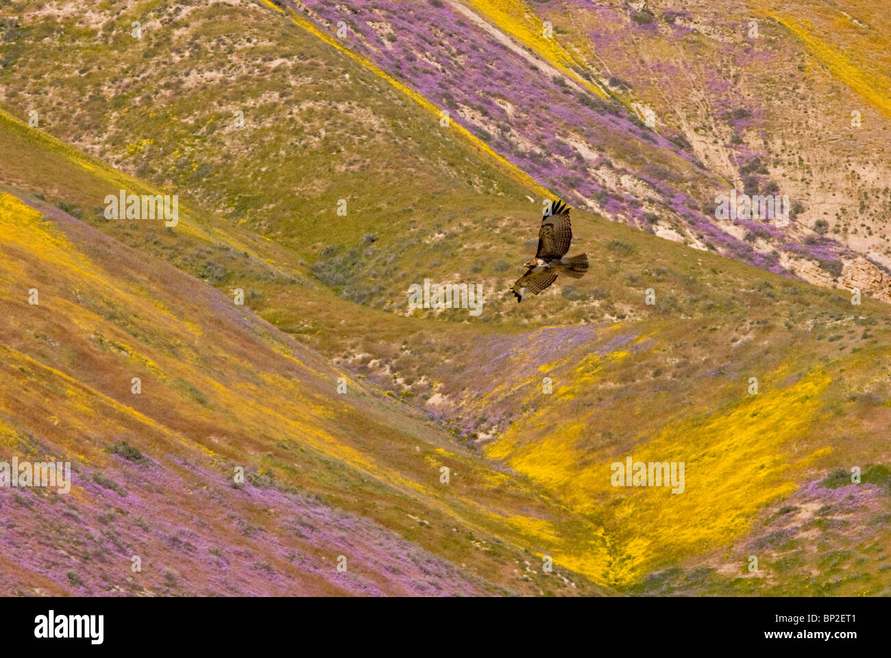 Juvenile Red-tailed Hawk flying over spectacular masses of spring ...