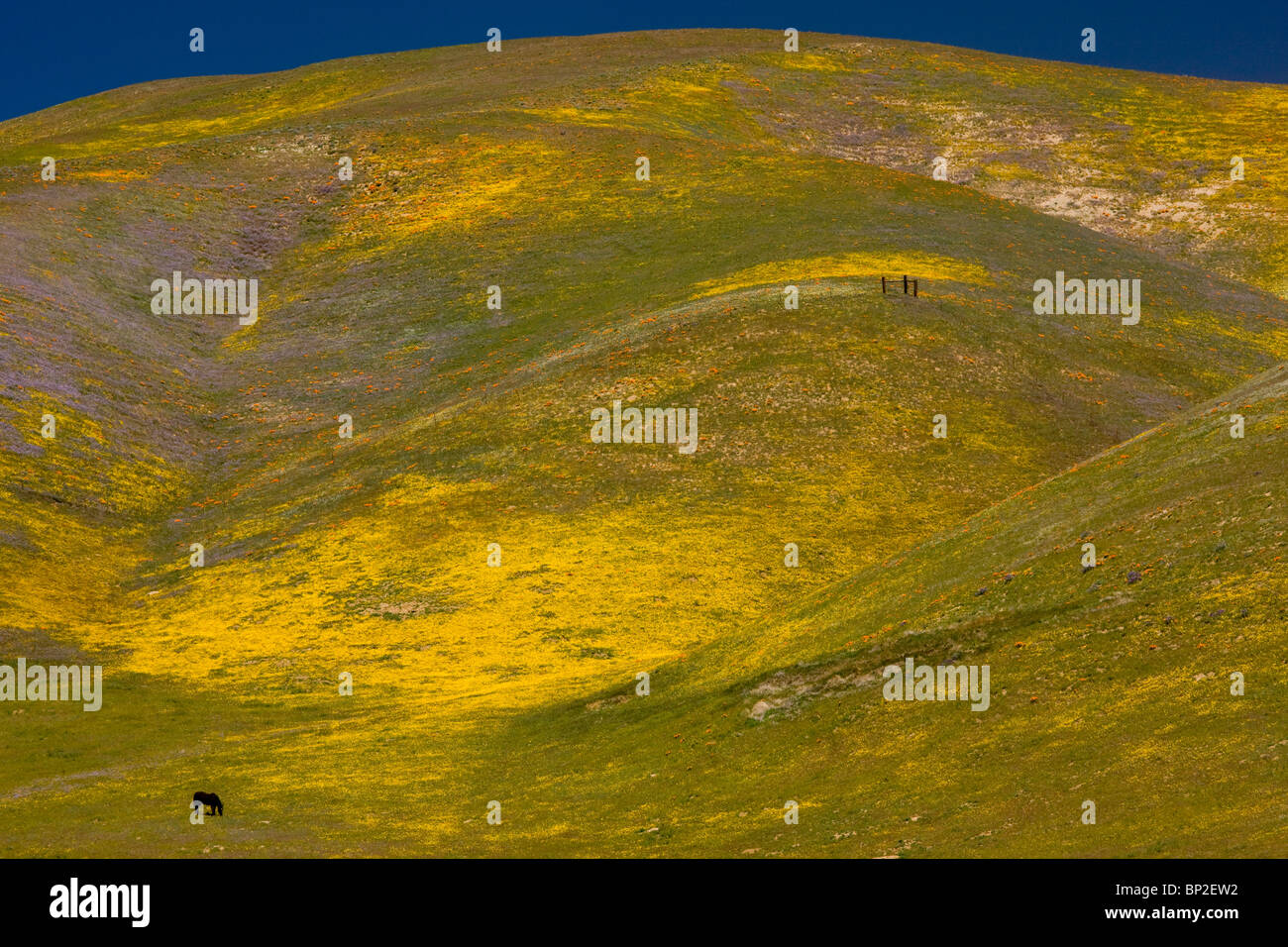 Species rich pastures hi-res stock photography and images - Alamy
