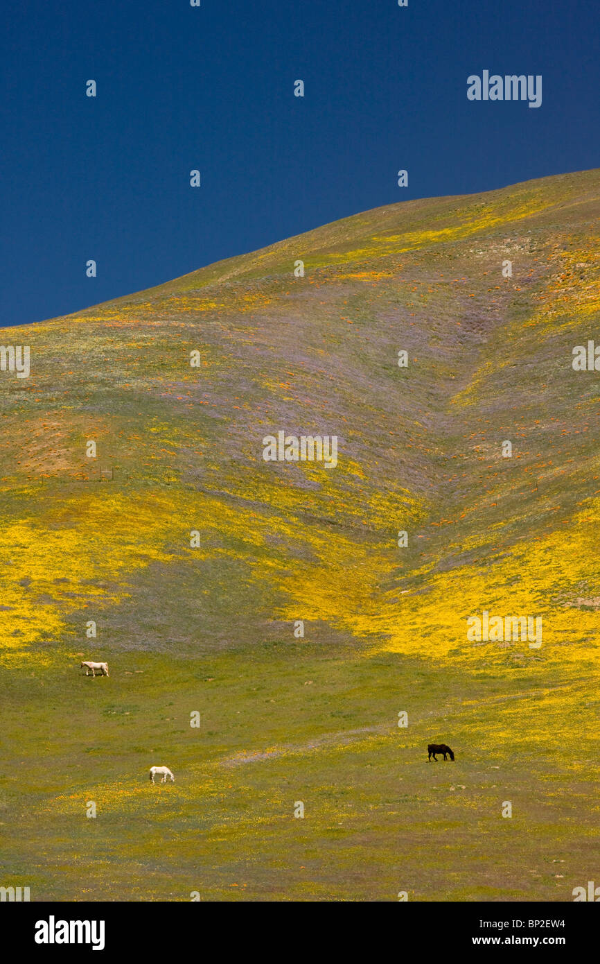Tejon hi-res stock photography and images - Alamy