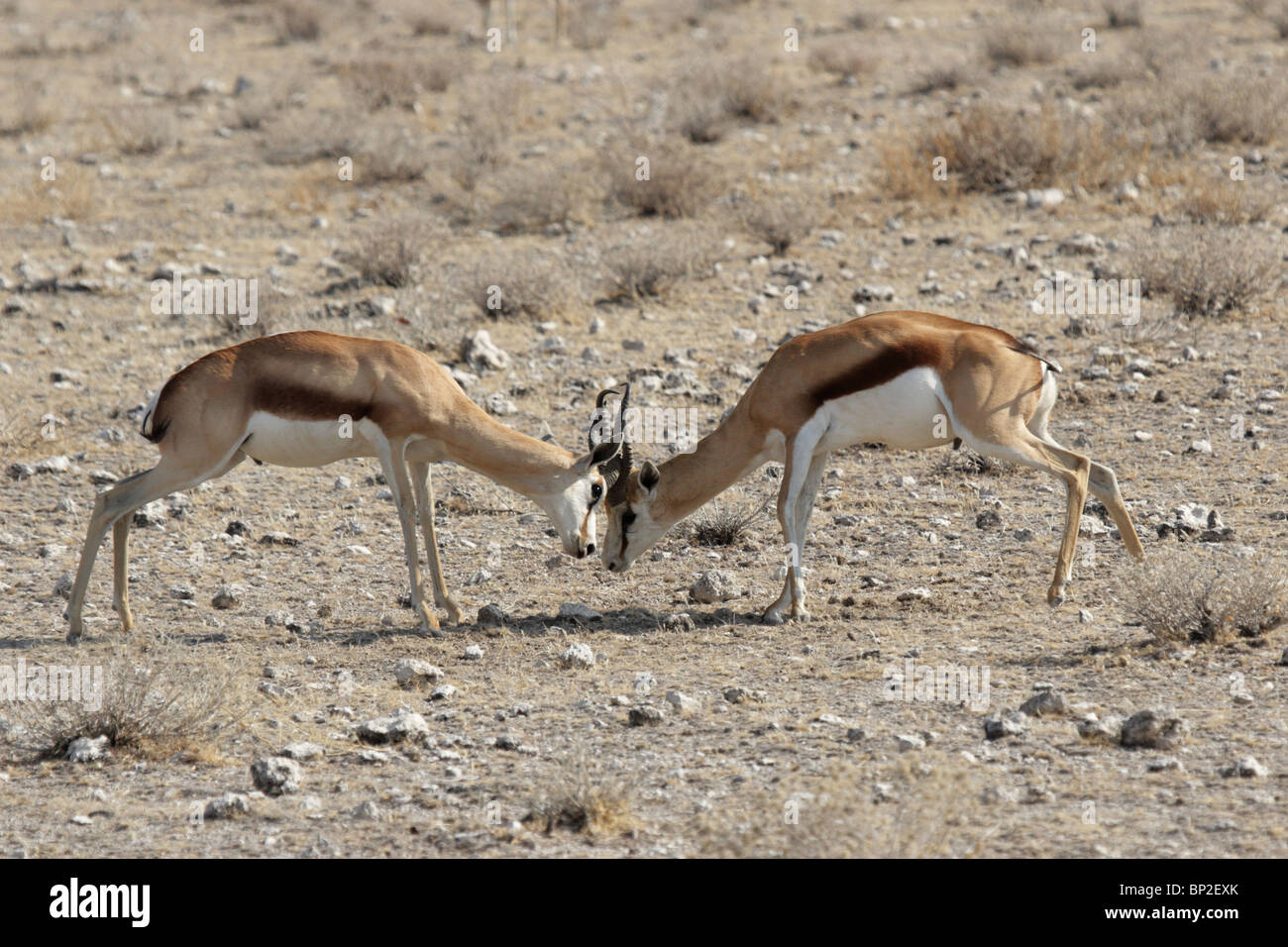 Fighting Springbok (Antidorcas marsupialis) in the Etosha National Park ...