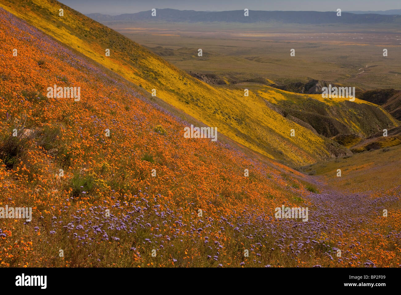 Spectacular masses of spring wildflowers, mainly Hillside Daisy, San ...