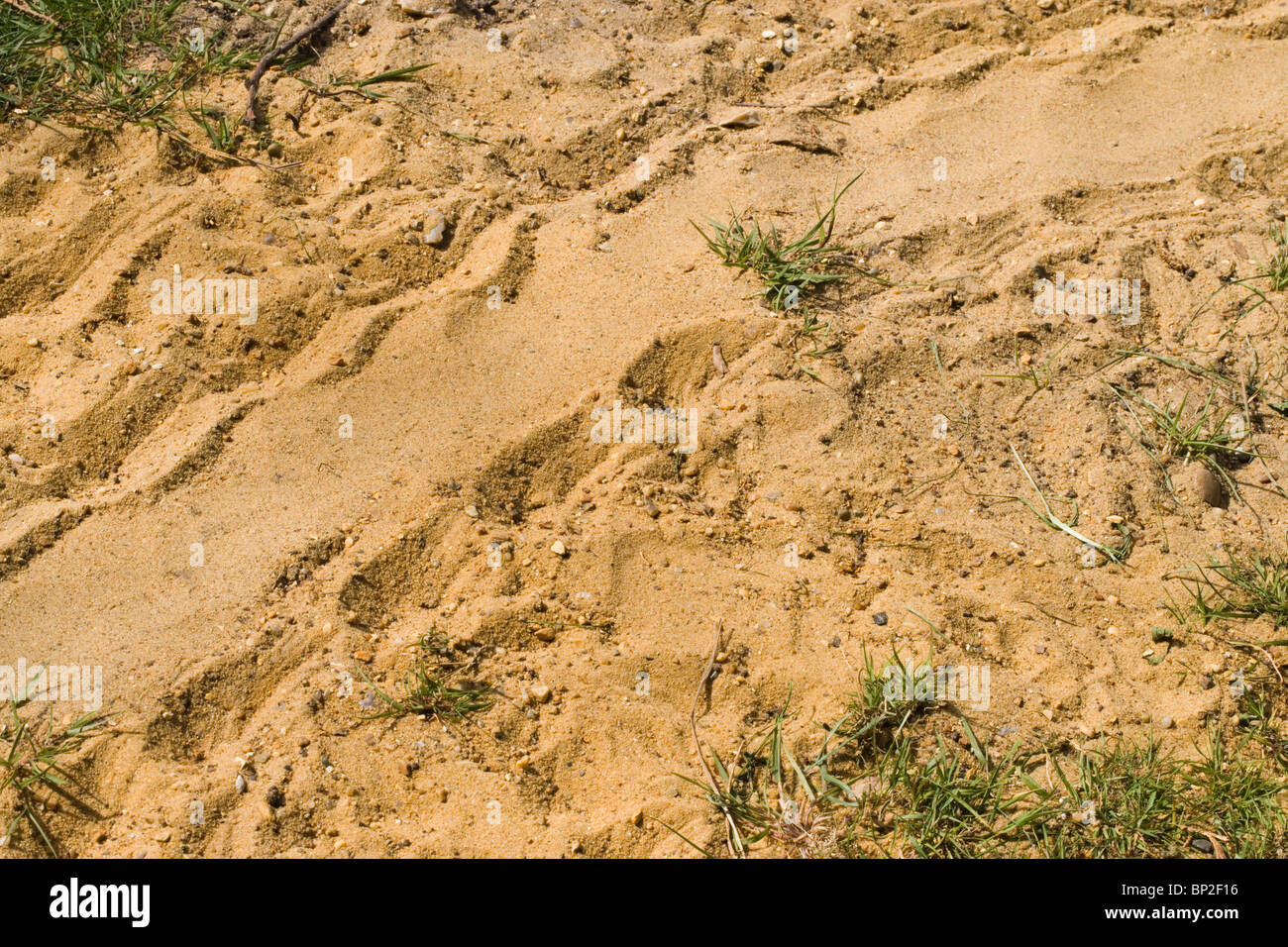 Hermann's Tortoise (Testudo hermanni). Tortoise track left behind on ...
